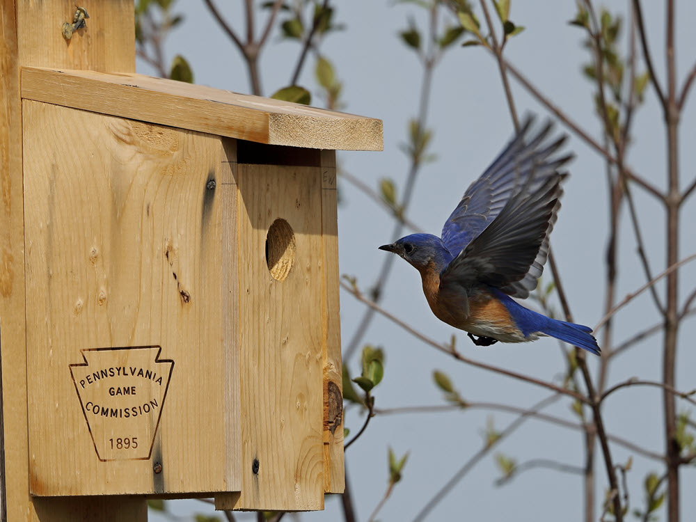 Eastern Bluebirds | Game Commission | Commonwealth of Pennsylvania